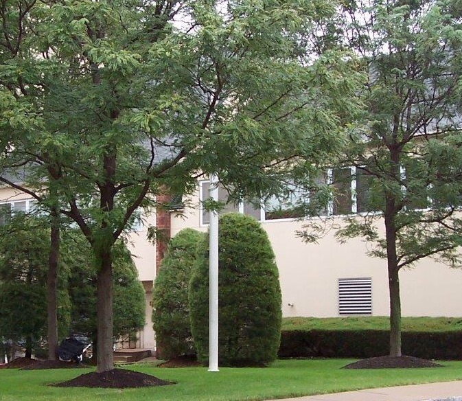 Proper Mulching Tips - How to Properly Mulch Your Trees